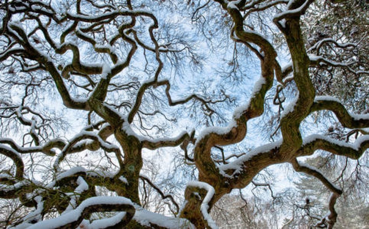 Timeless and Treasured: Longwood Trees That Inspire Us | Longwood Gardens