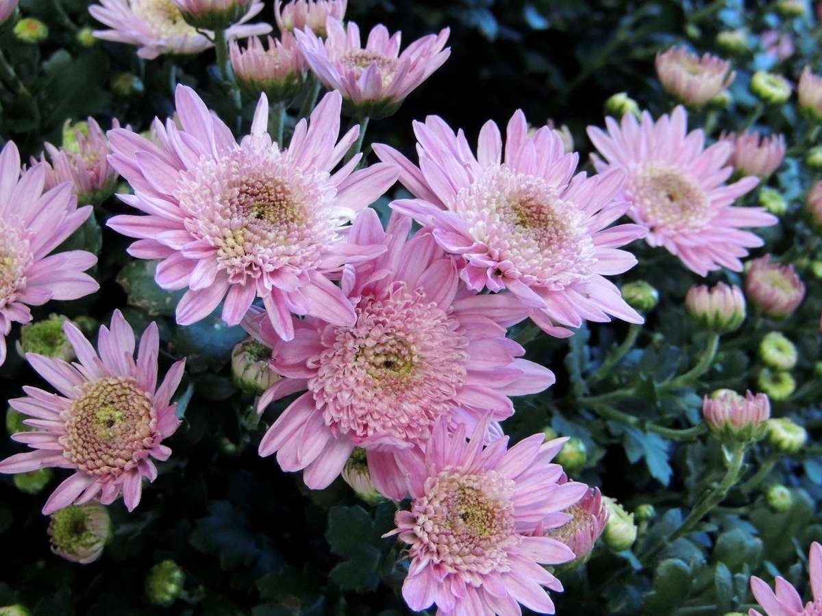 Chrysanthemums: A Class of Their Own | Longwood Gardens