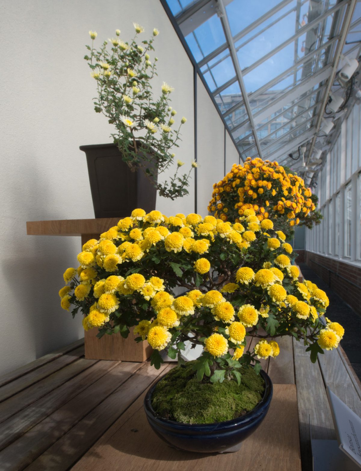 Mini Mum Magic | Longwood Gardens