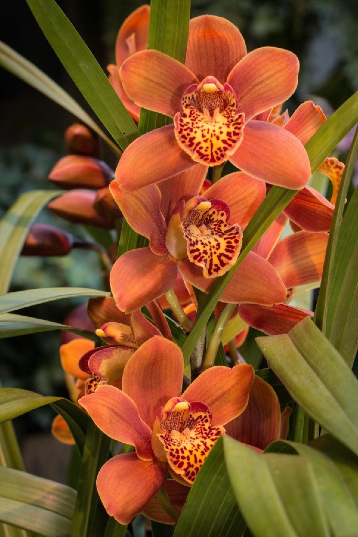 Identifying Orchids | Longwood Gardens