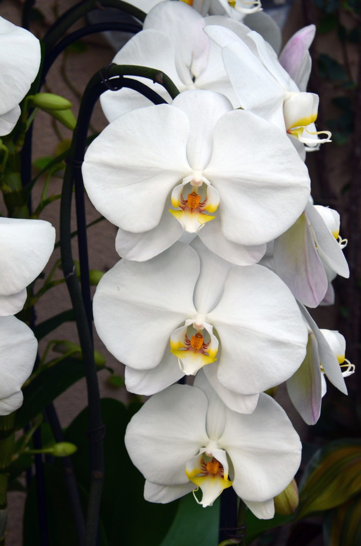 Identifying Orchids | Longwood Gardens