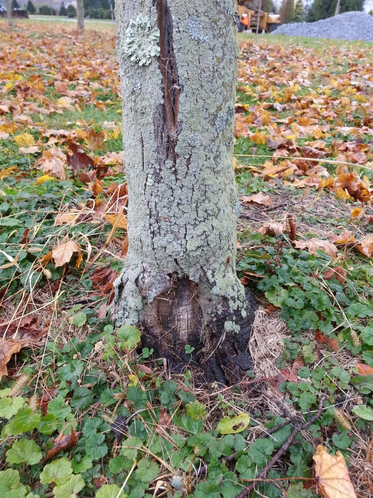 Tree Selection and Planting In Your Home Garden | Longwood Gardens