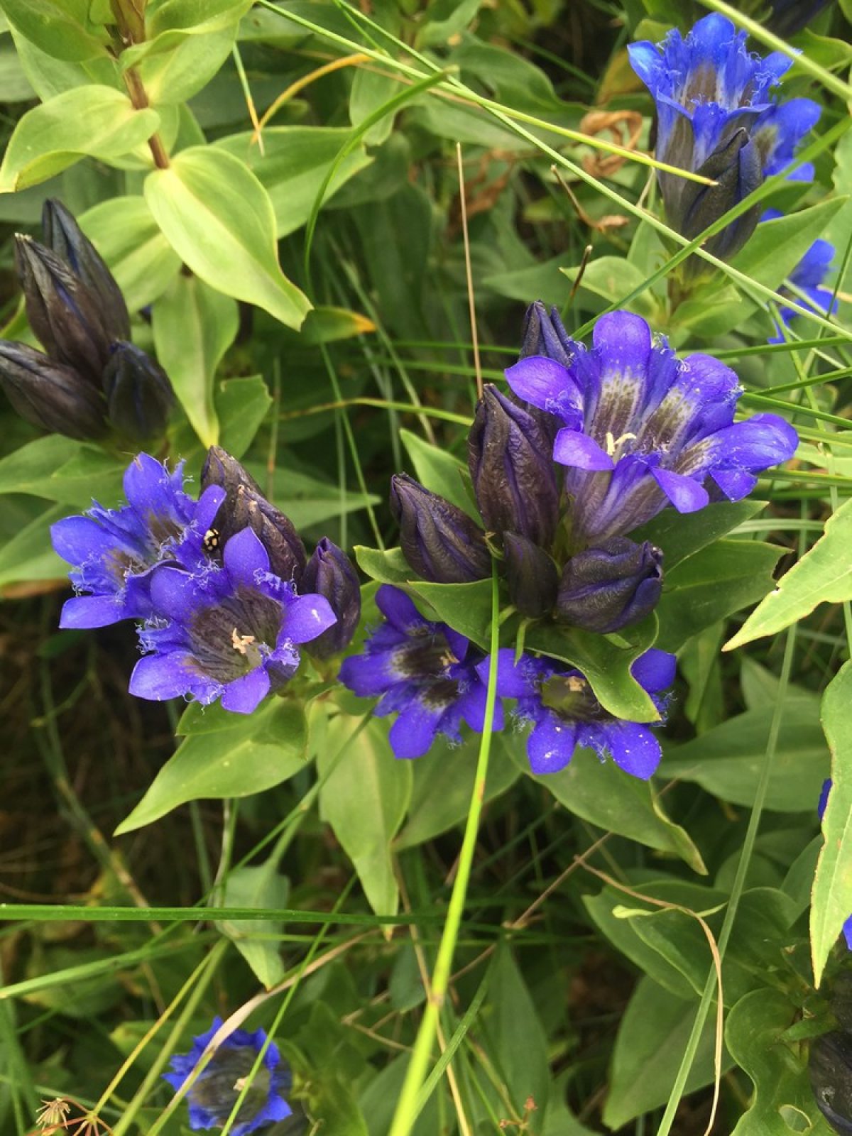 Plant Exploration in the Republic of Georgia | Longwood Gardens