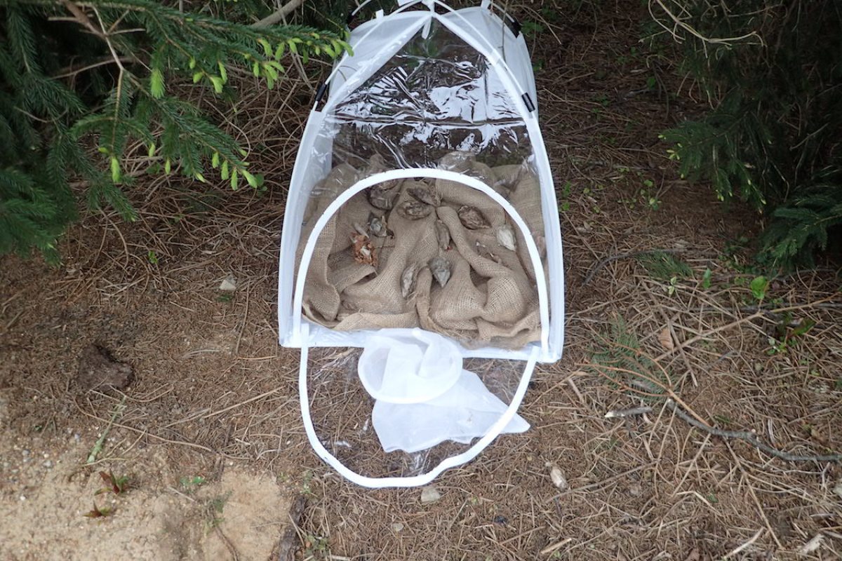 Shedding Light on Moths | Longwood Gardens