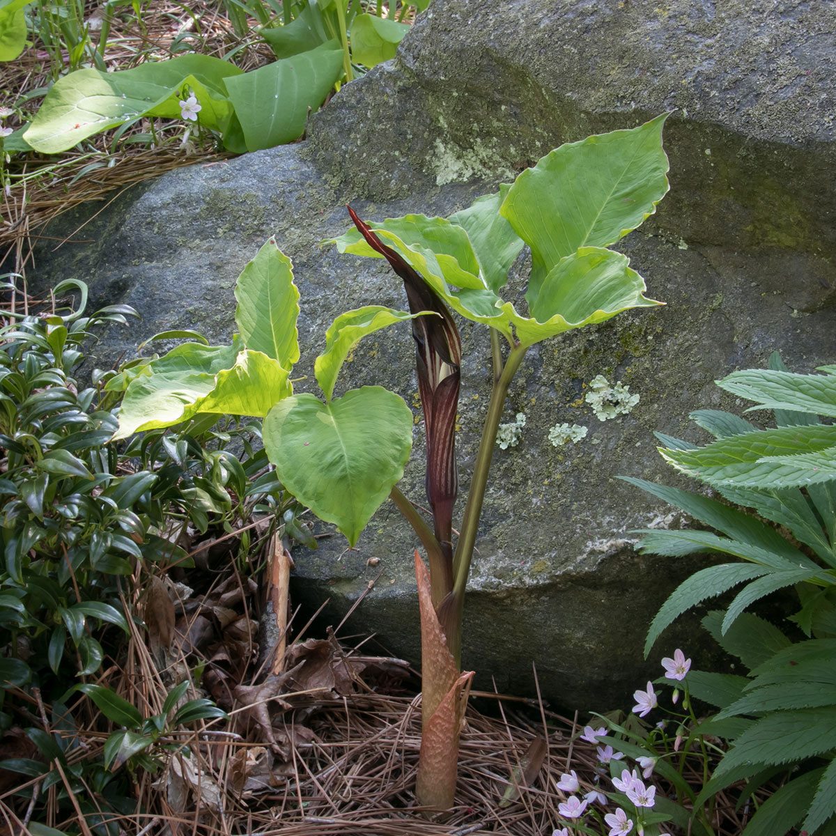A Plantsman’s Journey Through the Hillside Garden | Longwood Gardens