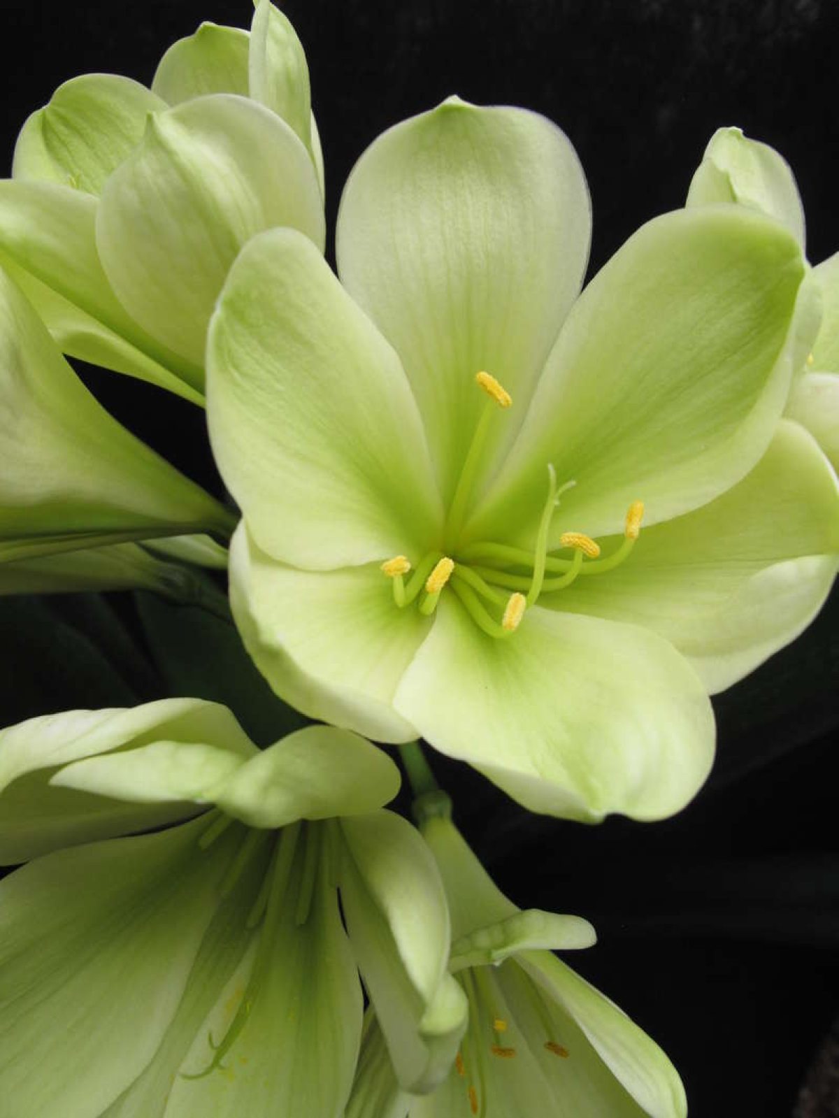Our Green Clivia Needs a Name! | Longwood Gardens