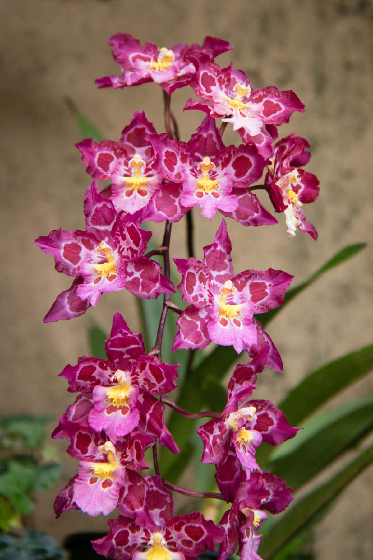 An Orchid Adventure of a Lifetime | Longwood Gardens