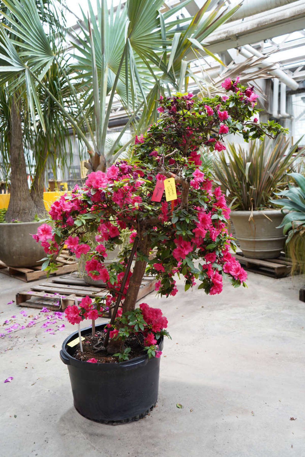 Birth of a Bonsai | Longwood Gardens