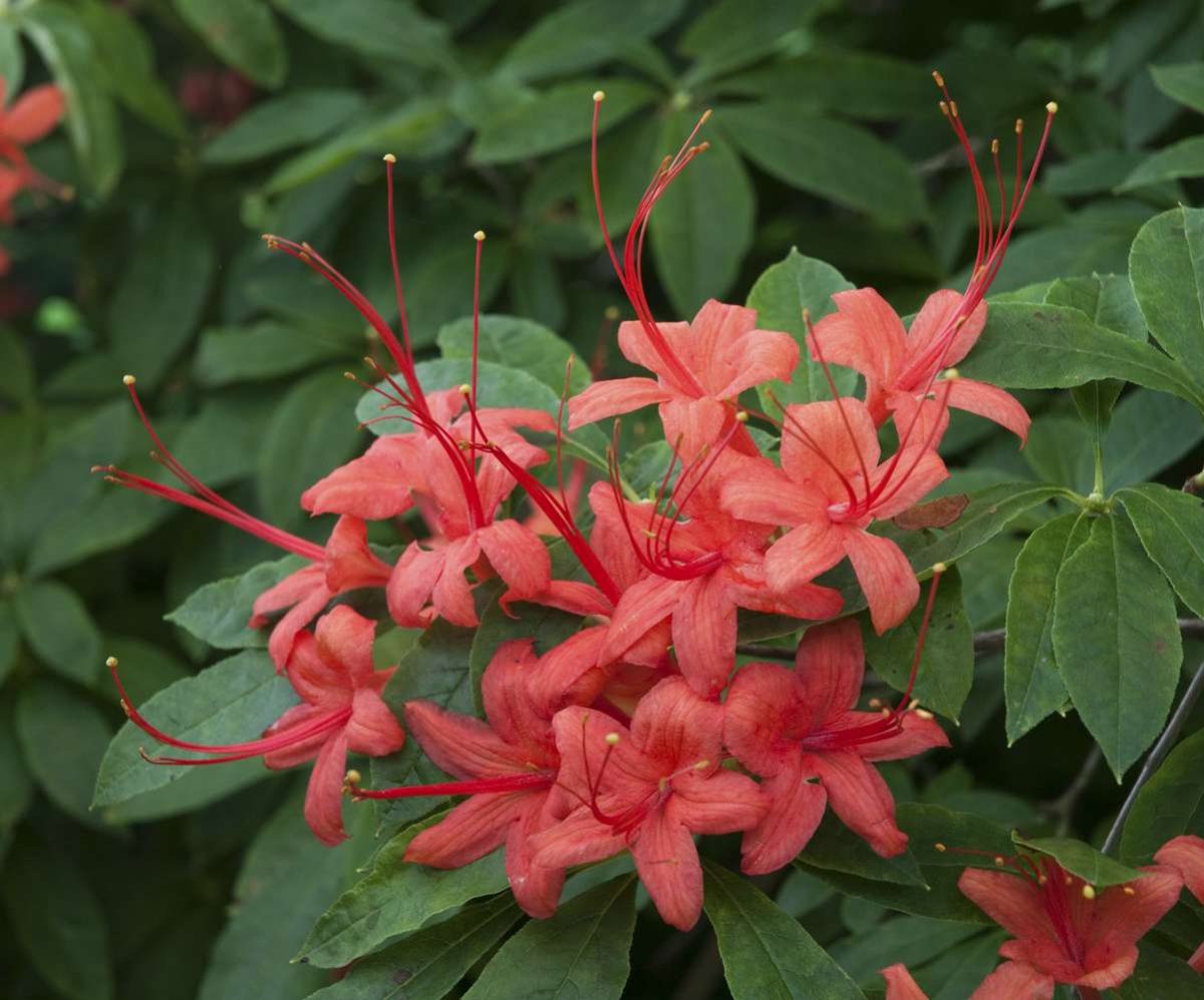 The Season (and Reason) for Native Plants | Longwood Gardens
