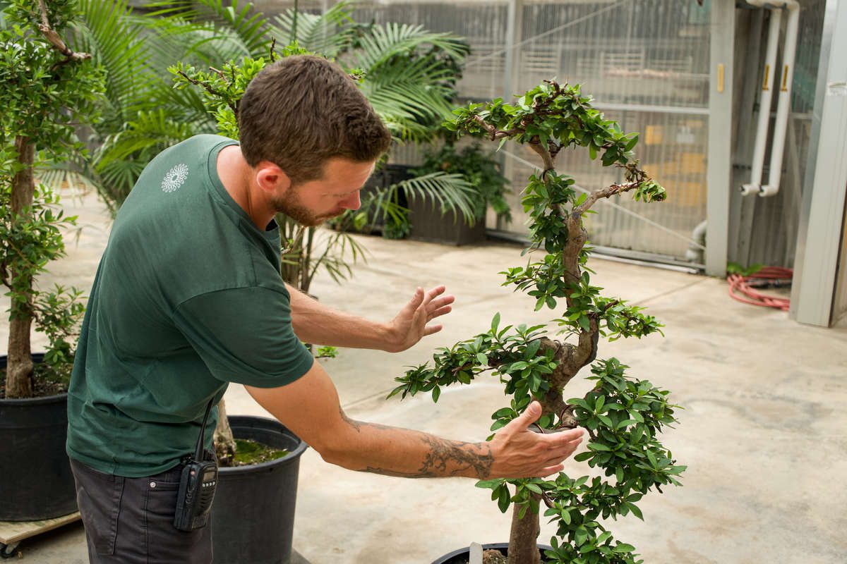 Character Development of a Bonsai | Longwood Gardens