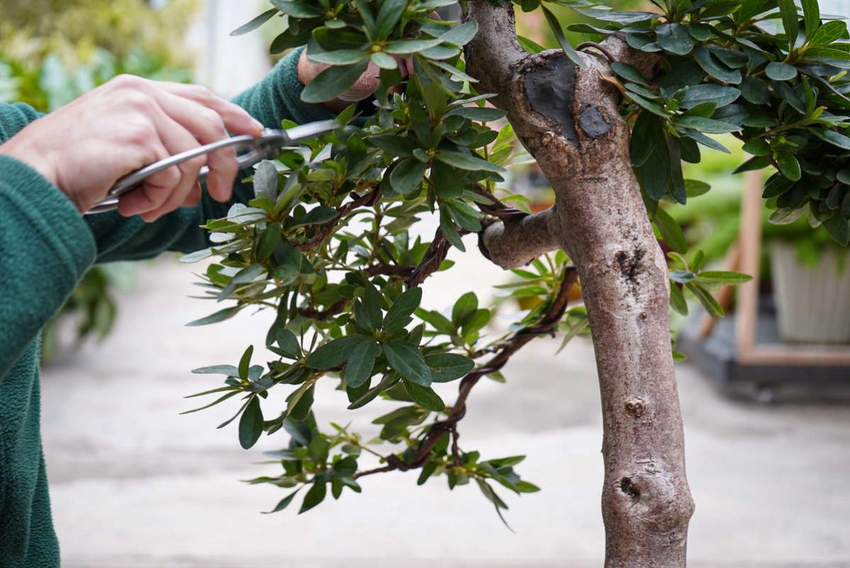 Character Development of a Bonsai | Longwood Gardens