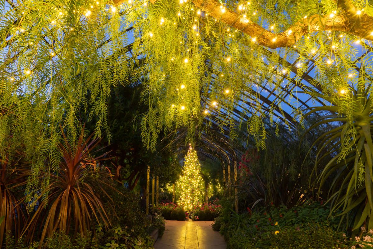 Pining for the Perfect Christmas Tree? | Longwood Gardens