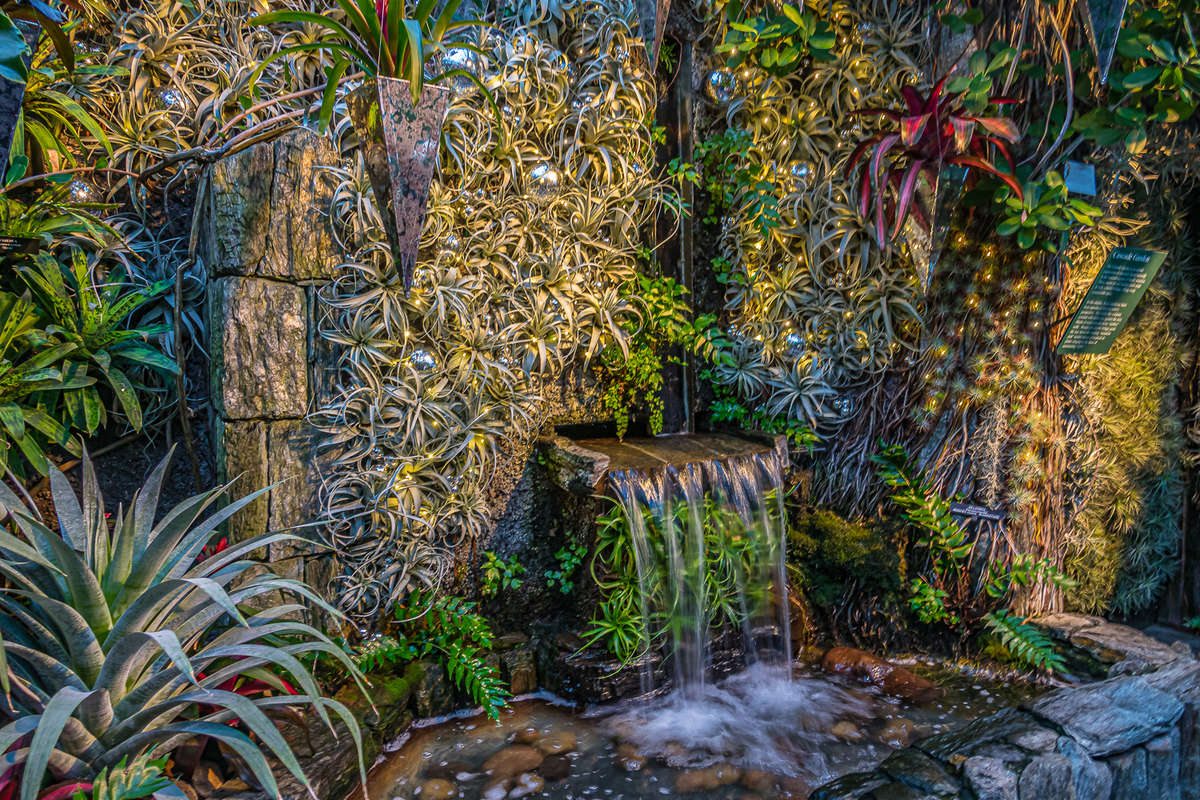 Tremendous Tillandsia: How to Care for These Gems | Longwood Gardens