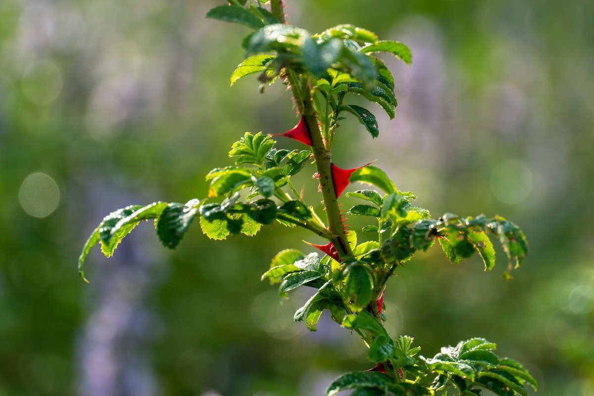 Our New Combination Garden | Longwood Gardens