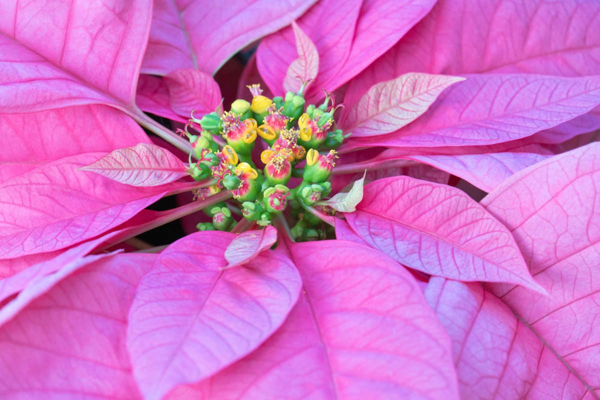 The Poinsettia: An Evolving Tradition | Longwood Gardens