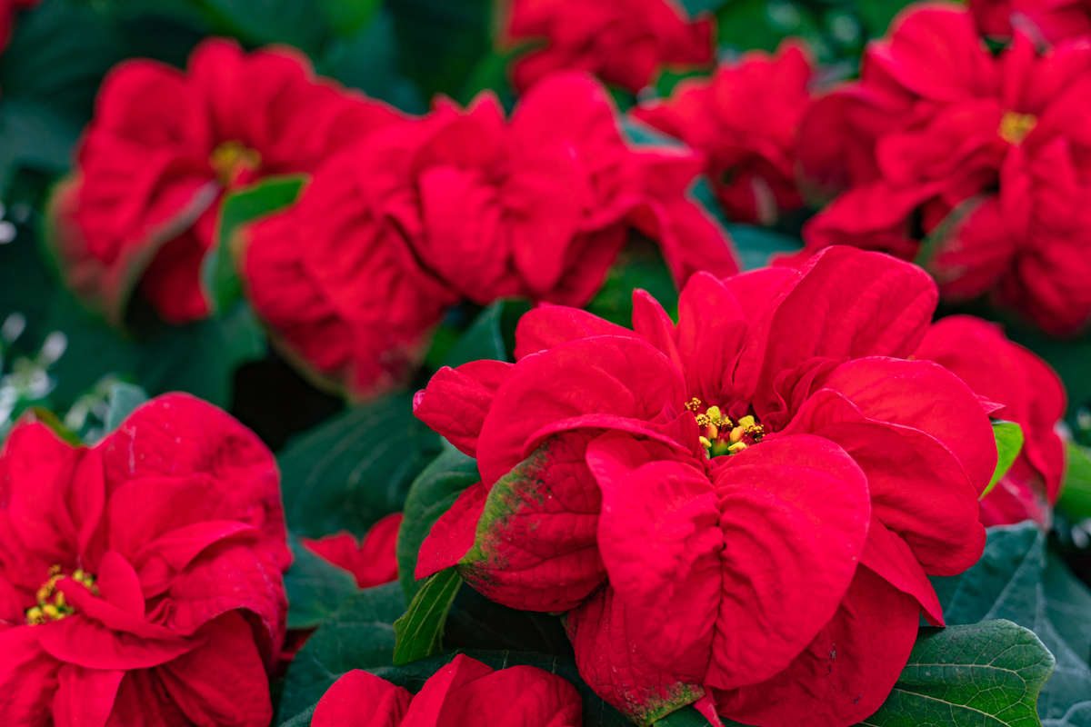 The Poinsettia: An Evolving Tradition | Longwood Gardens