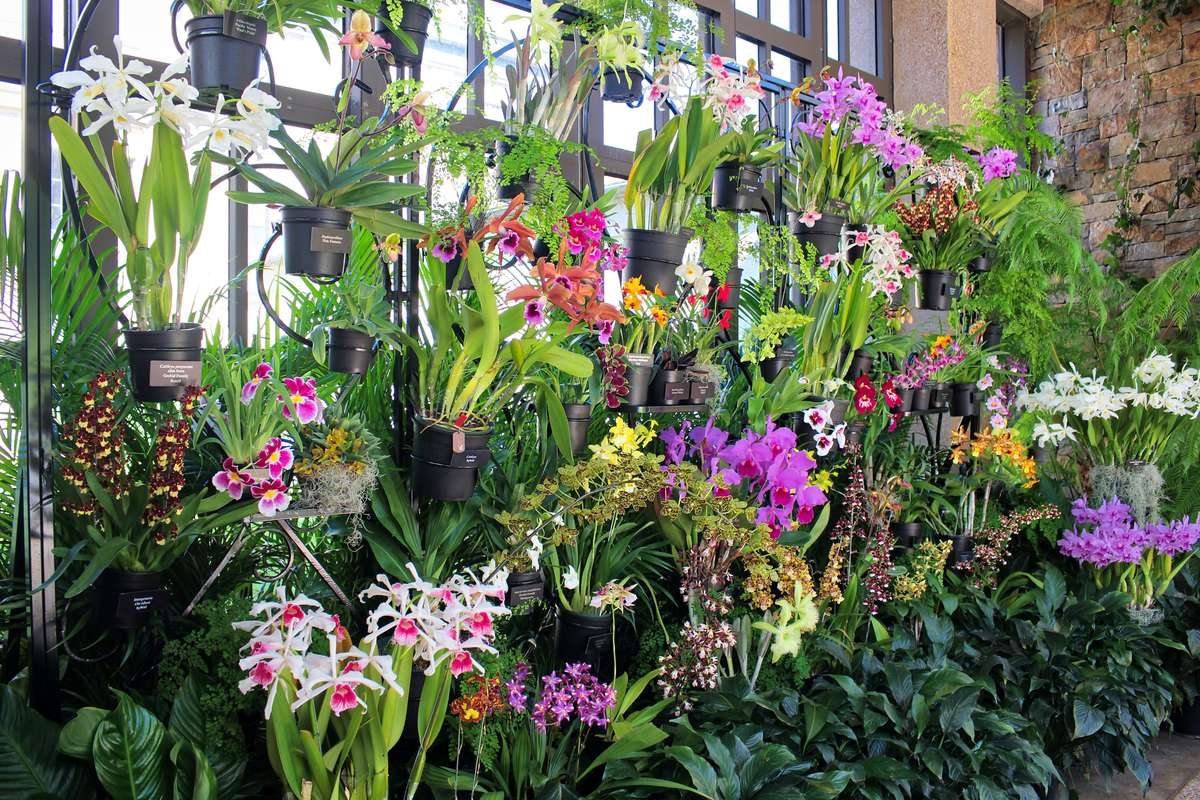 What’s in a Name: Indigenous Orchids of the Andes Mountains | Longwood ...