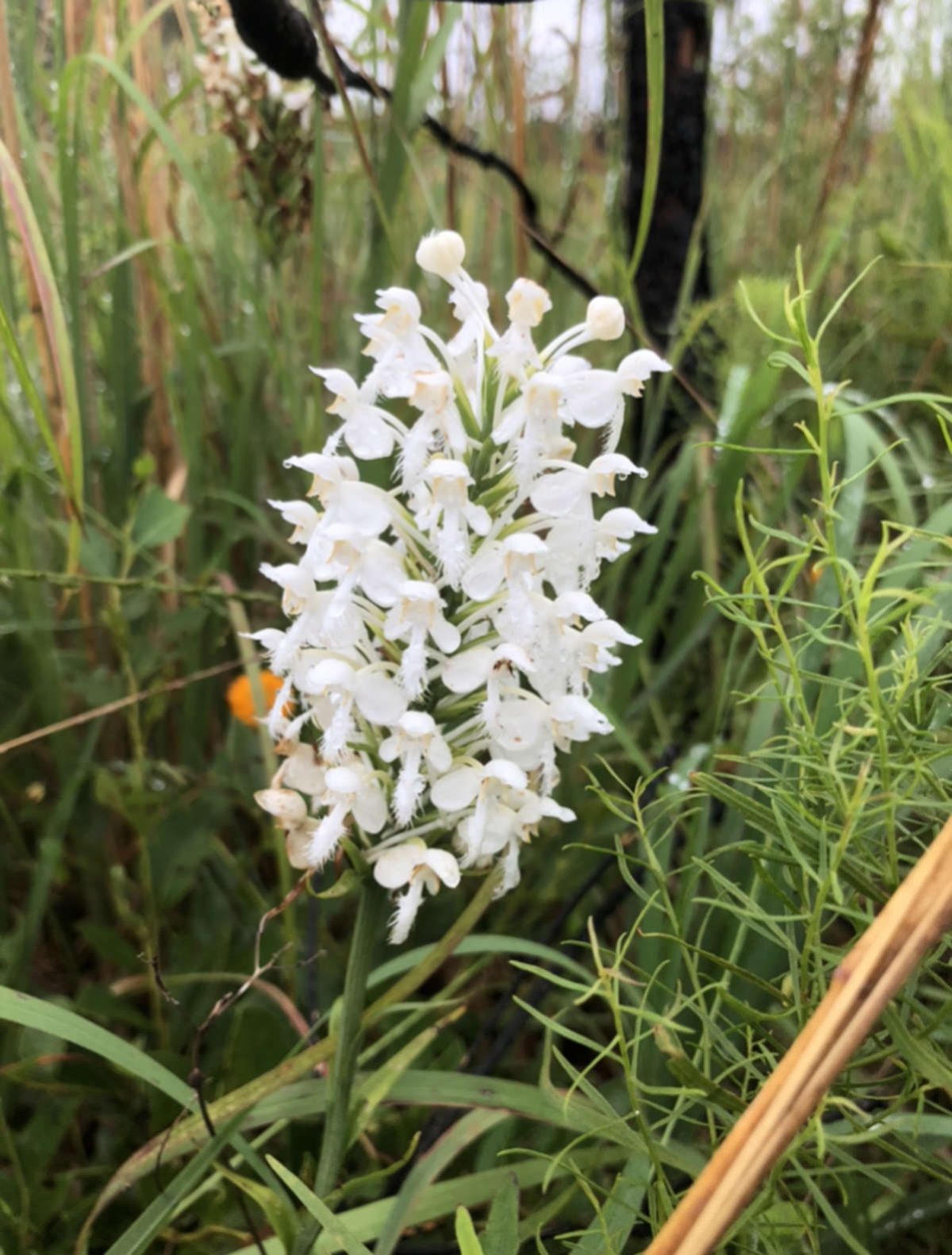 Science Behind the Beauty: Orchid Conservation at Longwood | Longwood ...