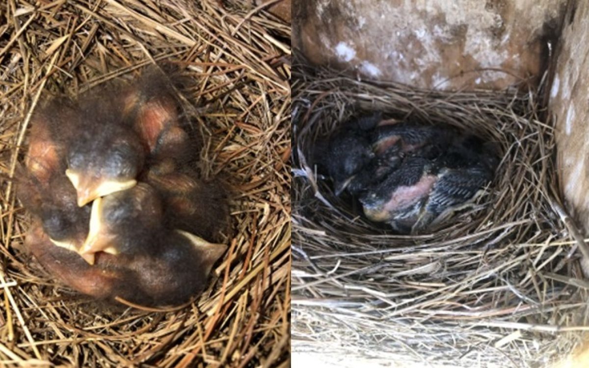 Conserving the Brilliant Bluebird | Longwood Gardens