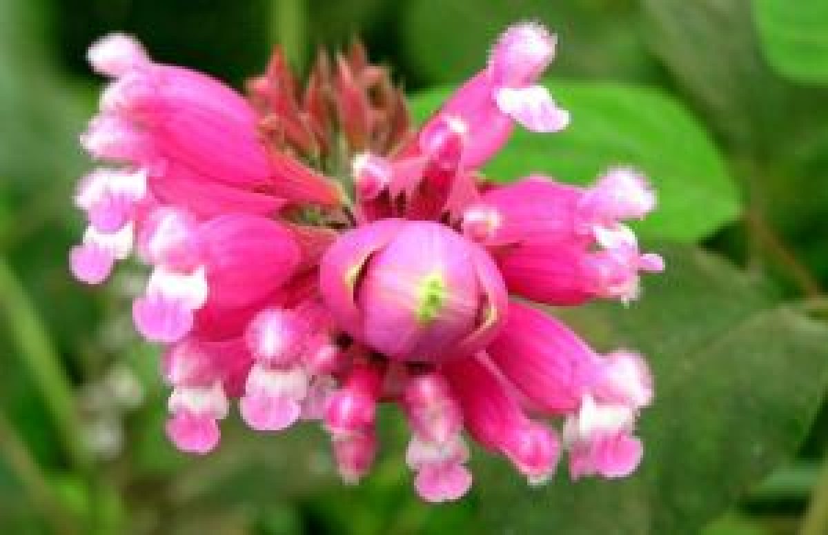 Seven Stunning Salvia in the Conservatory | Longwood Gardens
