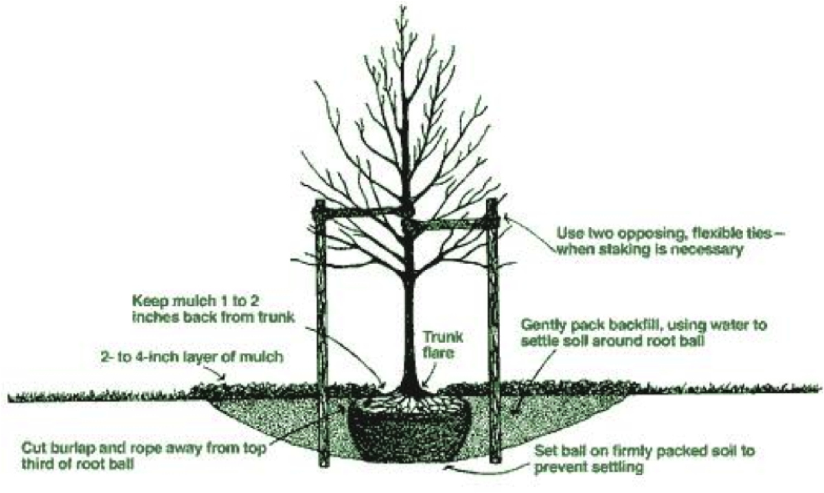 Tree Selection and Planting In Your Home Garden | Longwood Gardens