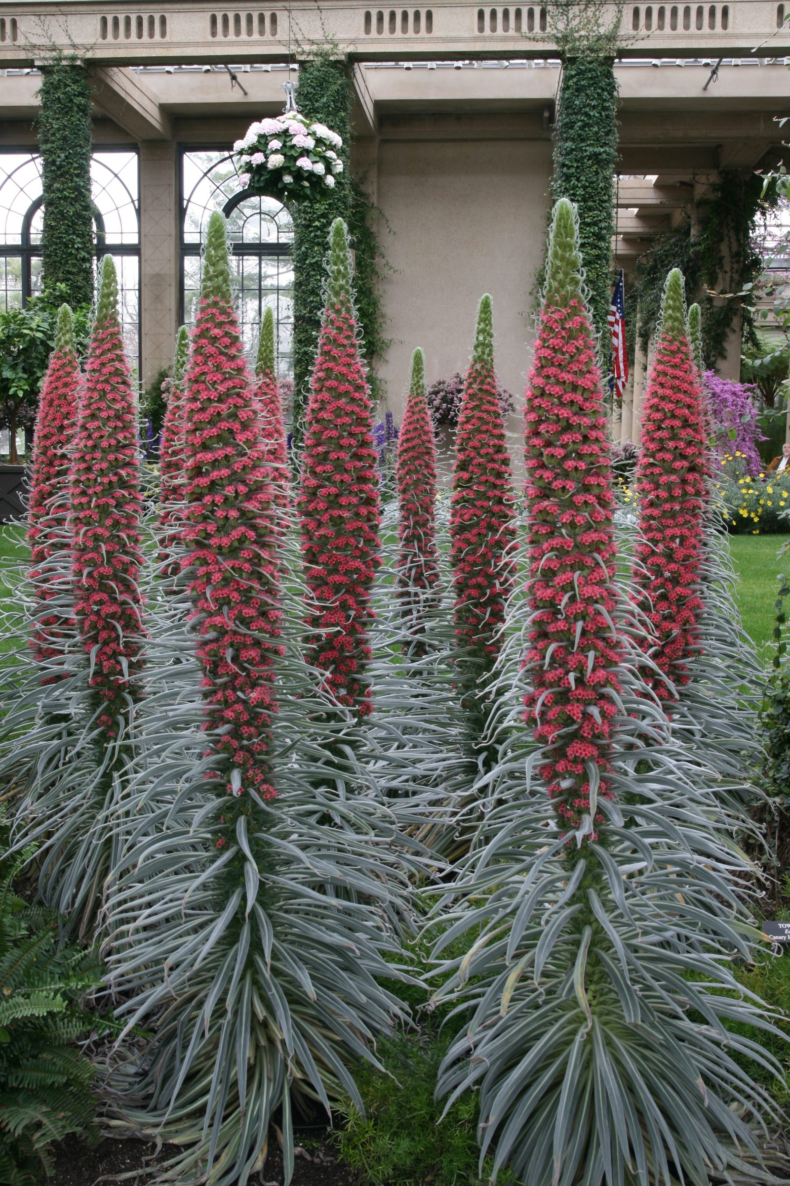 Bold and Beautiful: The Life of Echium Wildpretii | Longwood Gardens