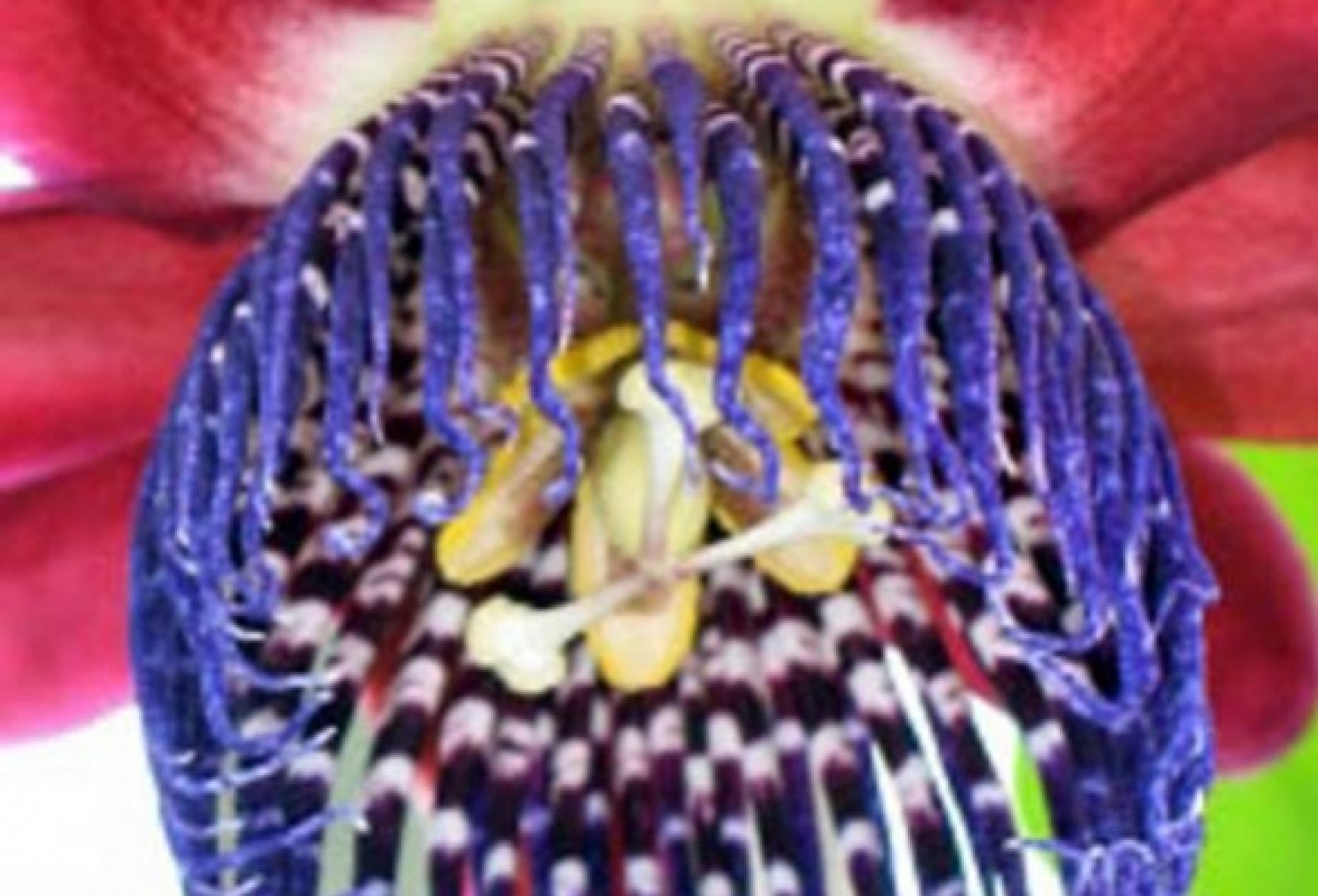 Desperately Seeking Scents | Longwood Gardens