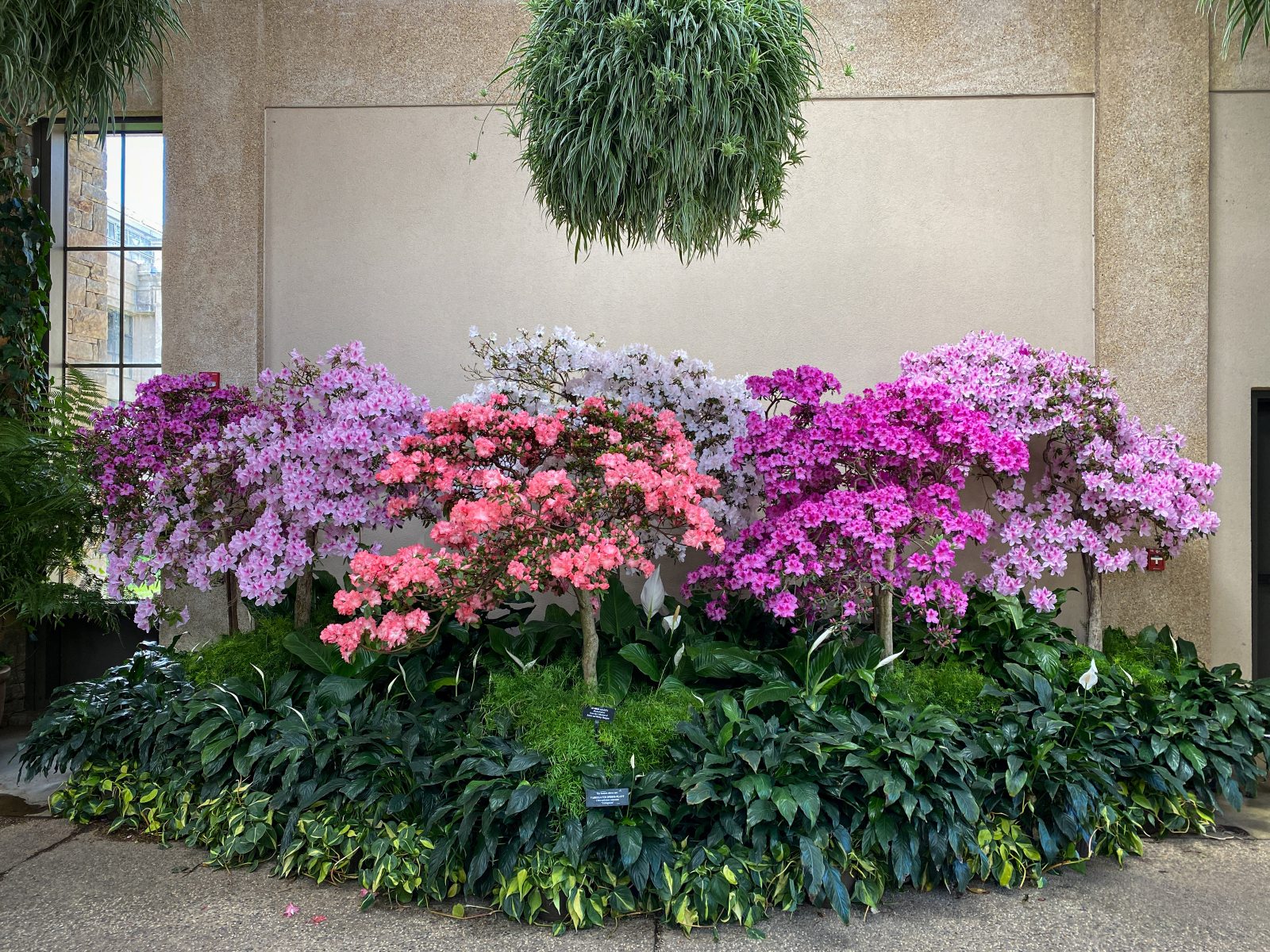 A New Take on an Old Favorite: Rhododendrons | Longwood Gardens
