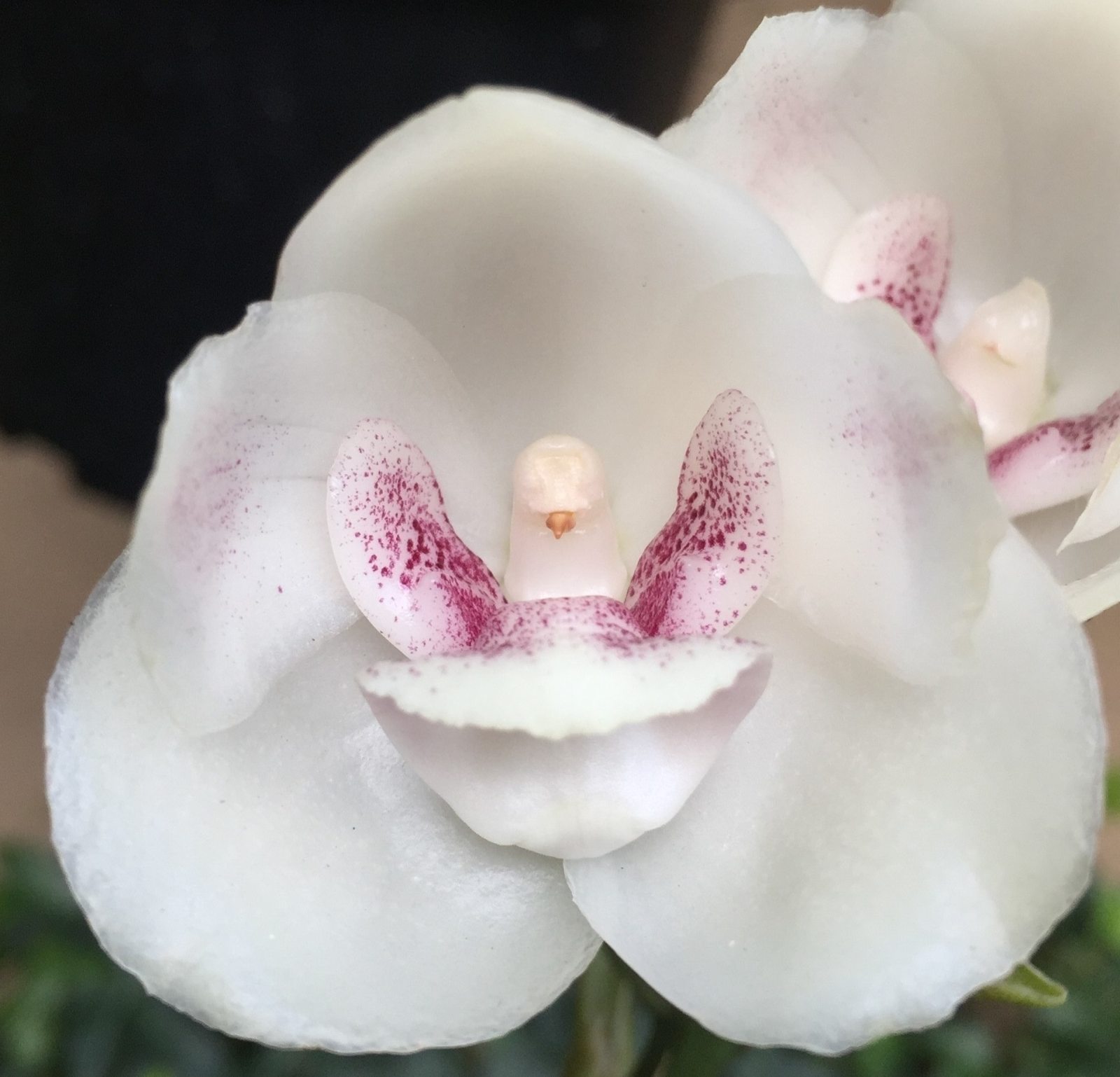 Orchids as Emblems of National Pride | Longwood Gardens
