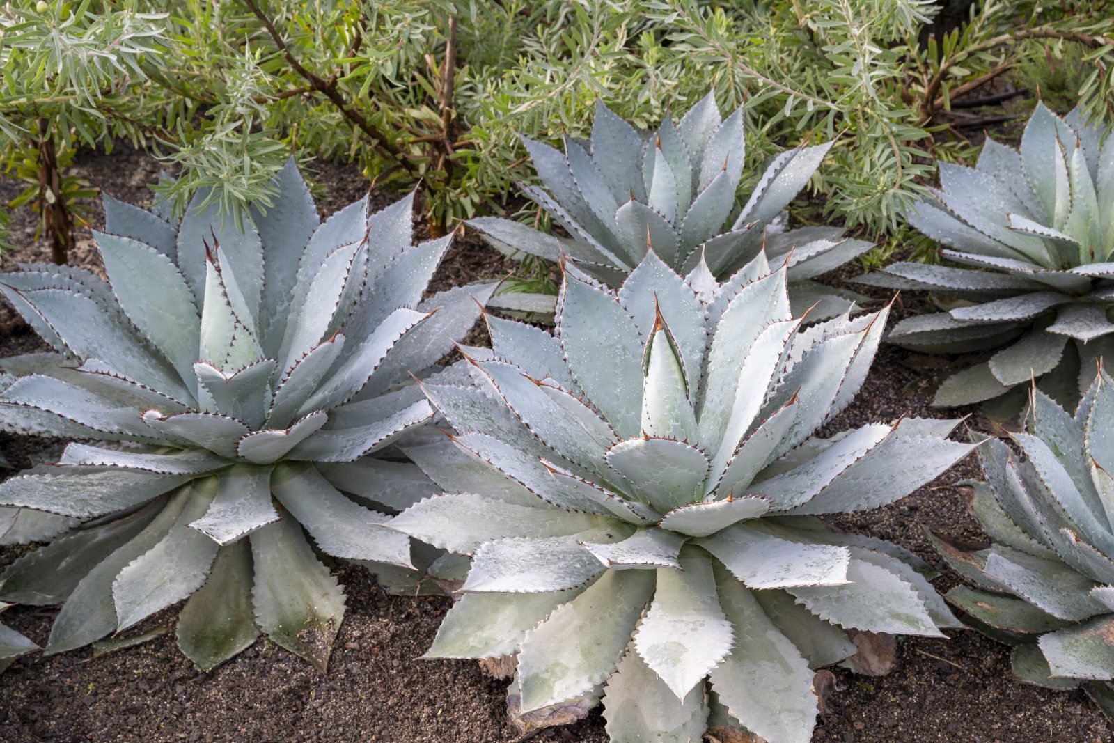 High Tech Meets Happy Plants: Our West Conservatory | Longwood Gardens