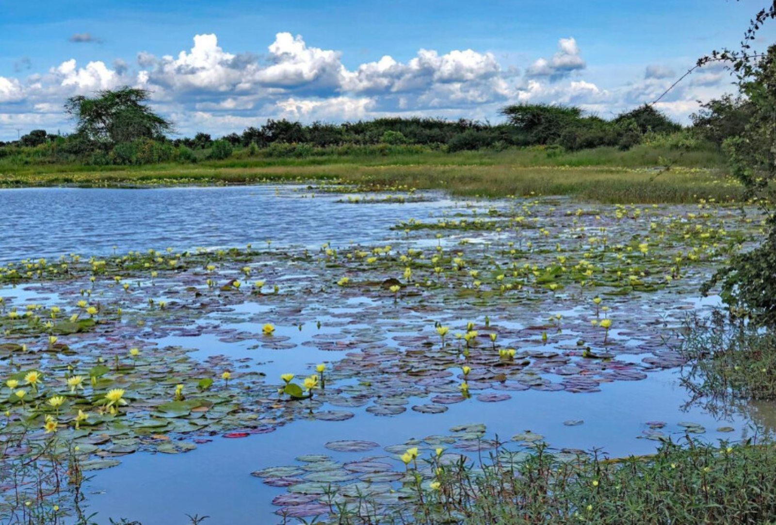 A Dazzling Return: Our Waterlily Court | Longwood Gardens