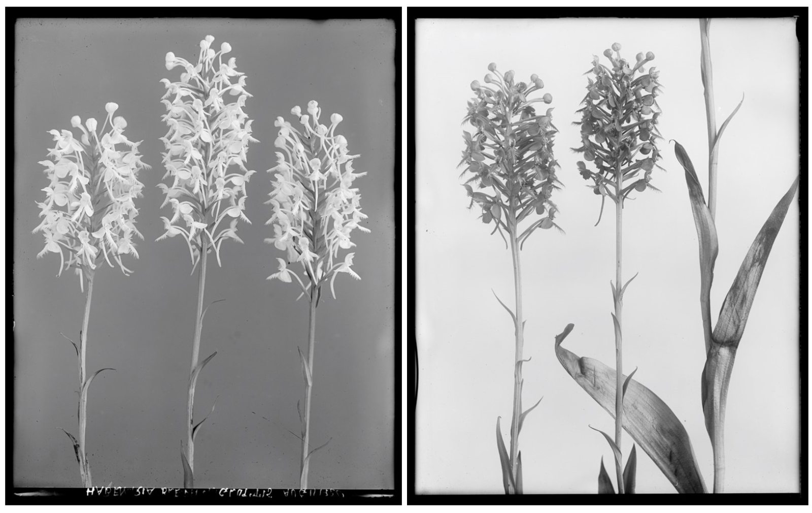 From Frame to Field: Documenting and Protecting Native Orchids ...