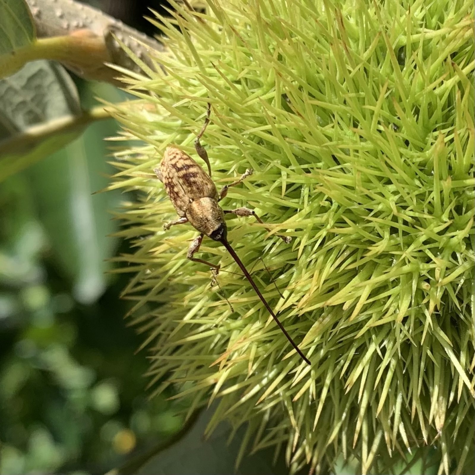 The Chestnut Weevil and the Power of Staying Curious | Longwood Gardens