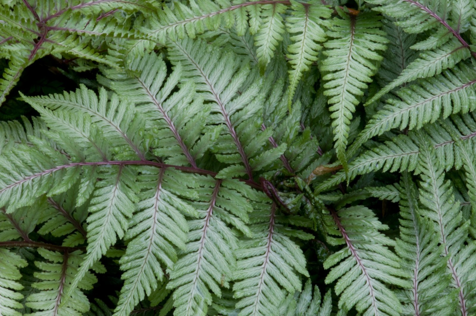 Top 10 Plants for Night Gardens | Longwood Gardens