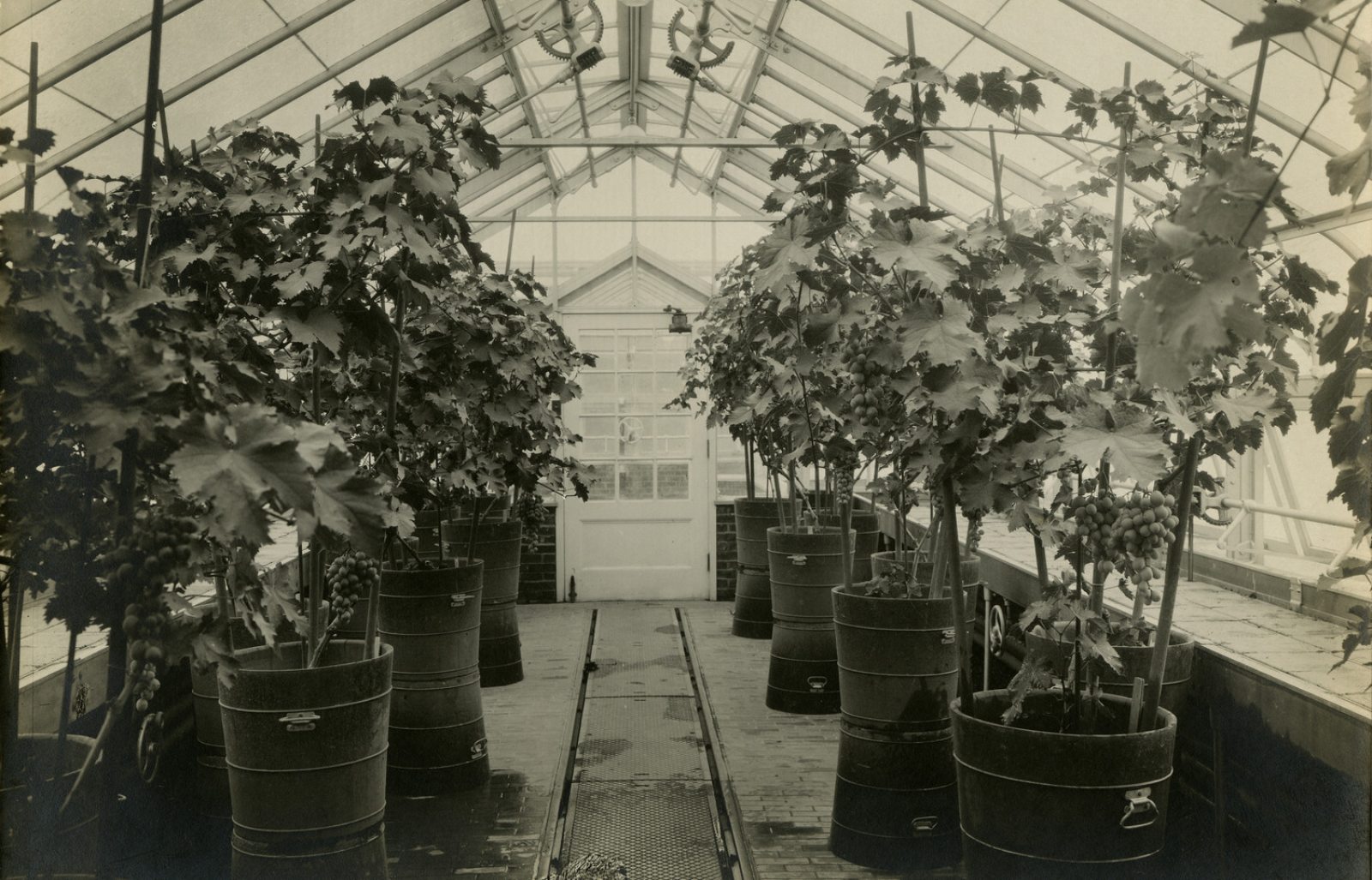 Gifts from the Gardens: A Fruit Tradition | Longwood Gardens