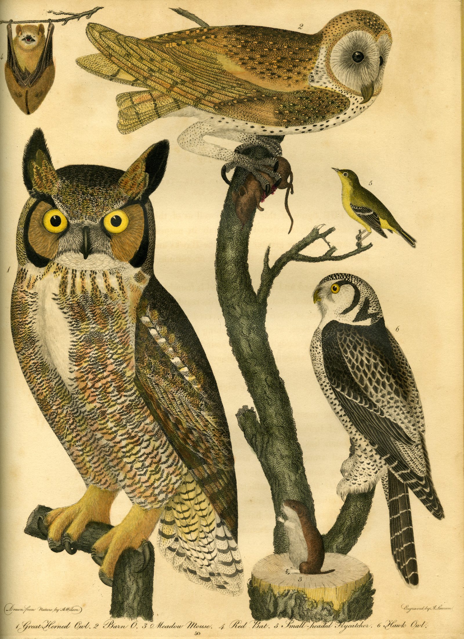 A Rare Bird | Longwood Gardens