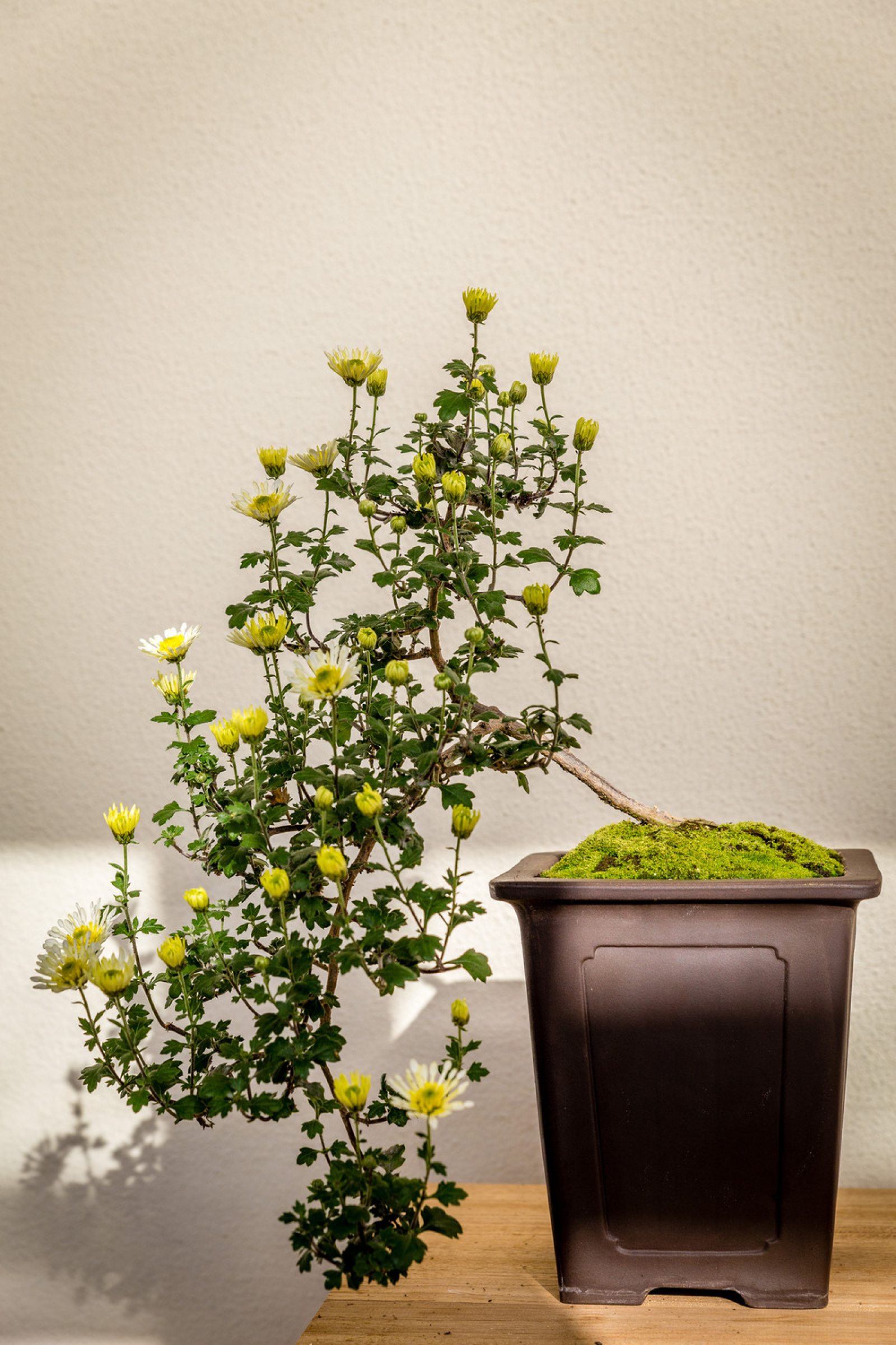 Mini Mum Magic | Longwood Gardens