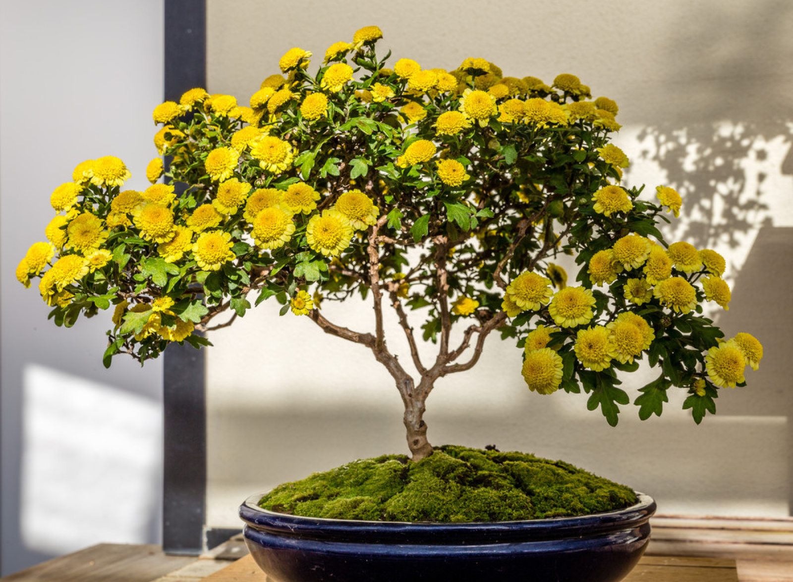 Mini Mum Magic | Longwood Gardens