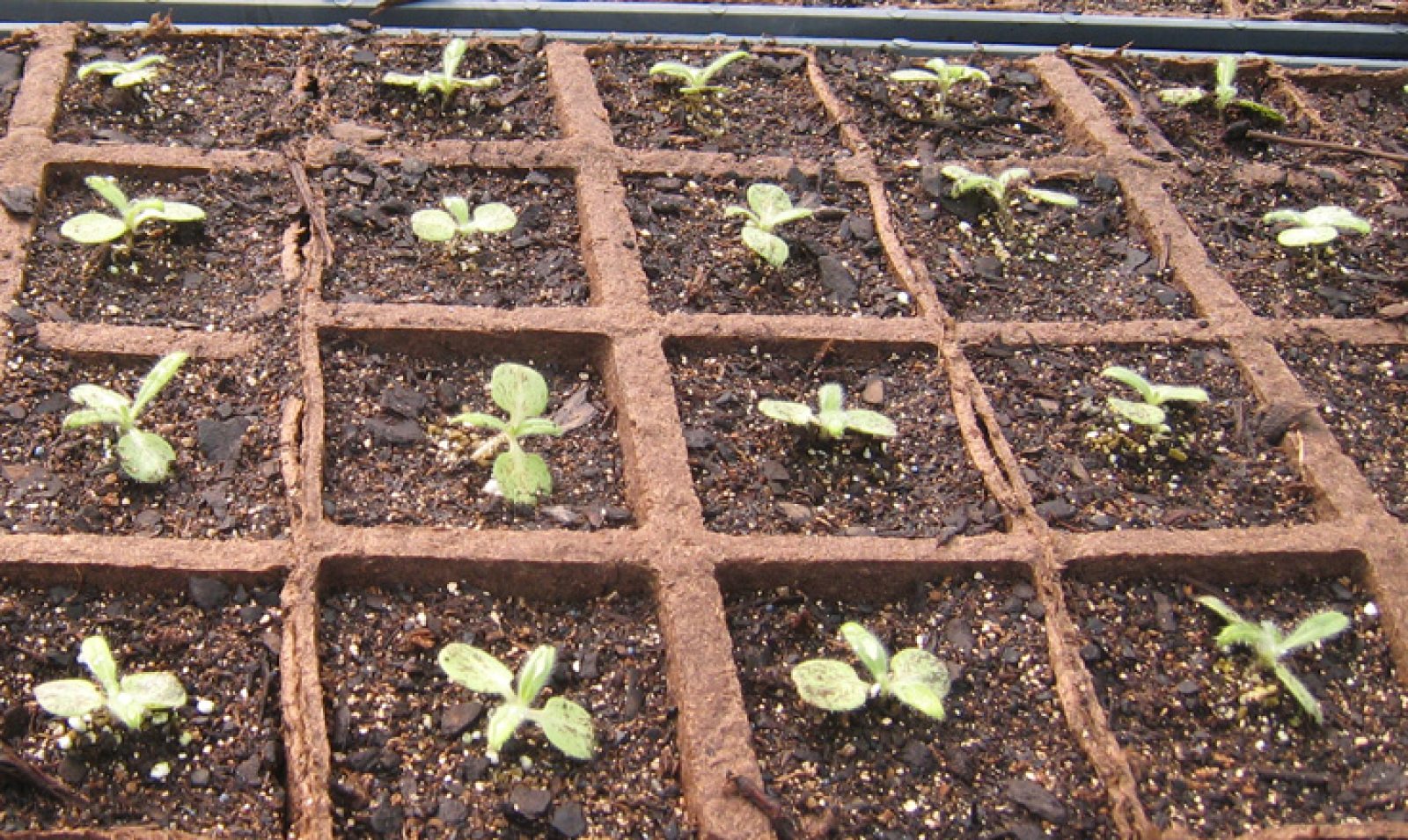 Bold and Beautiful: The Life of Echium Wildpretii | Longwood Gardens