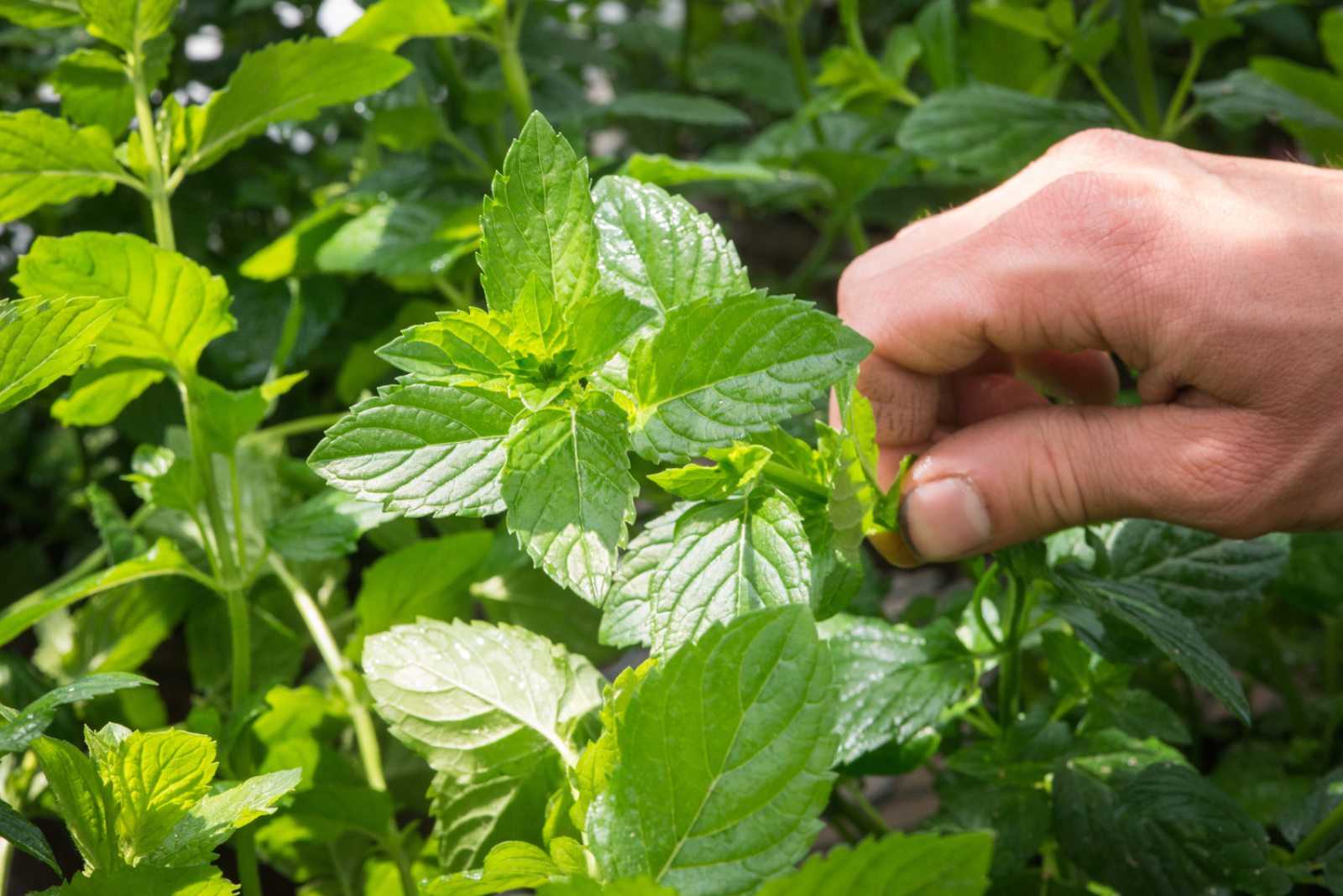 Mint to Be: Longwood’s Collaboration with Éclat Chocolate | Longwood ...