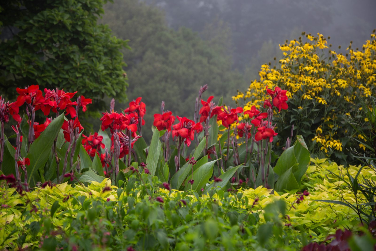 Canna Breeding and Development | Longwood Gardens