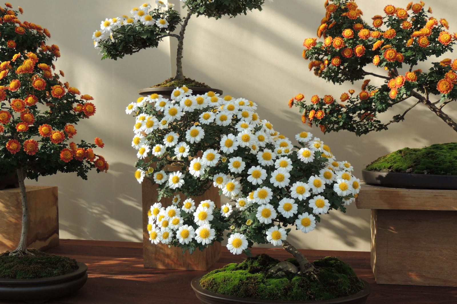 Cultures of Beauty | Longwood Gardens