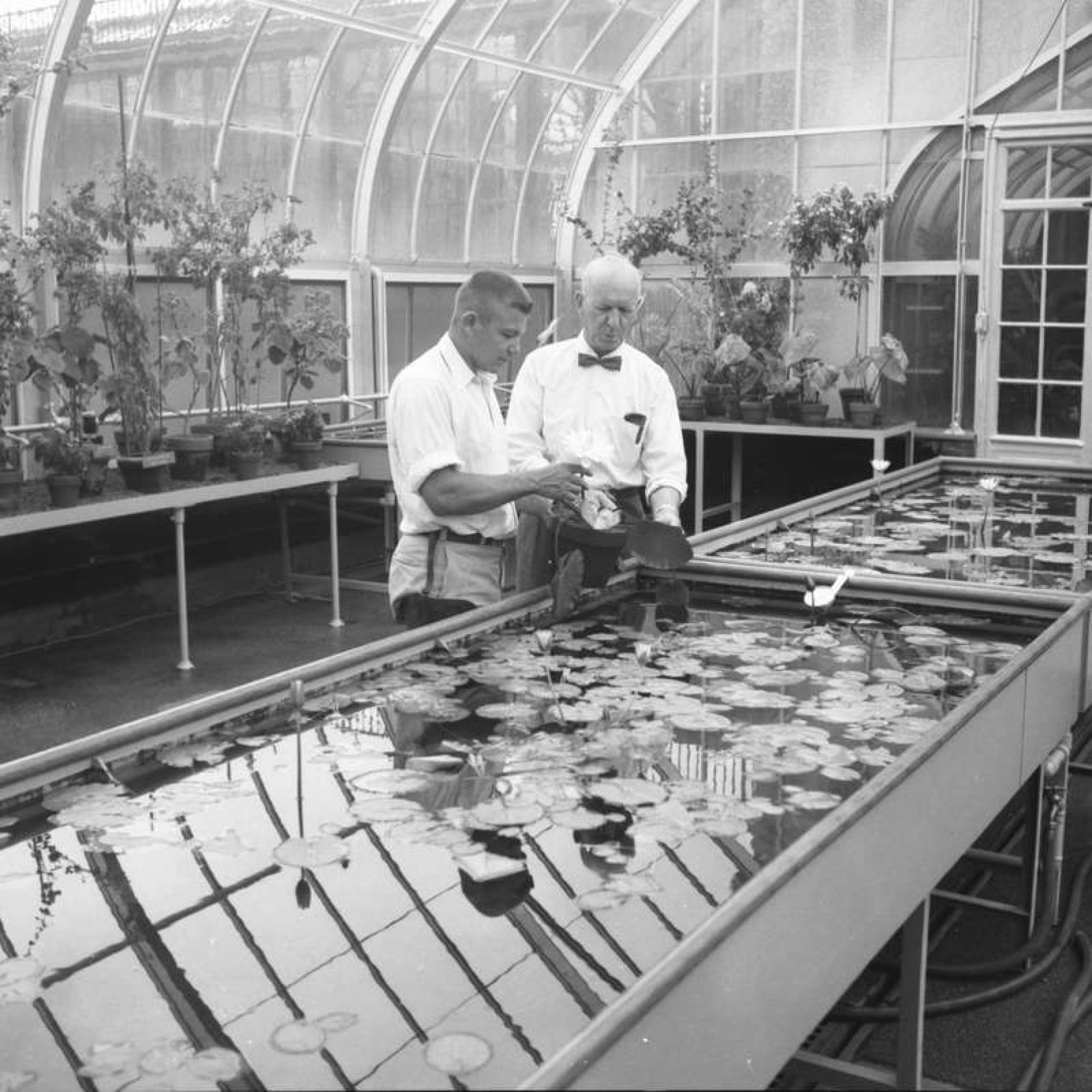 A Core Collection: Nymphaea | Longwood Gardens