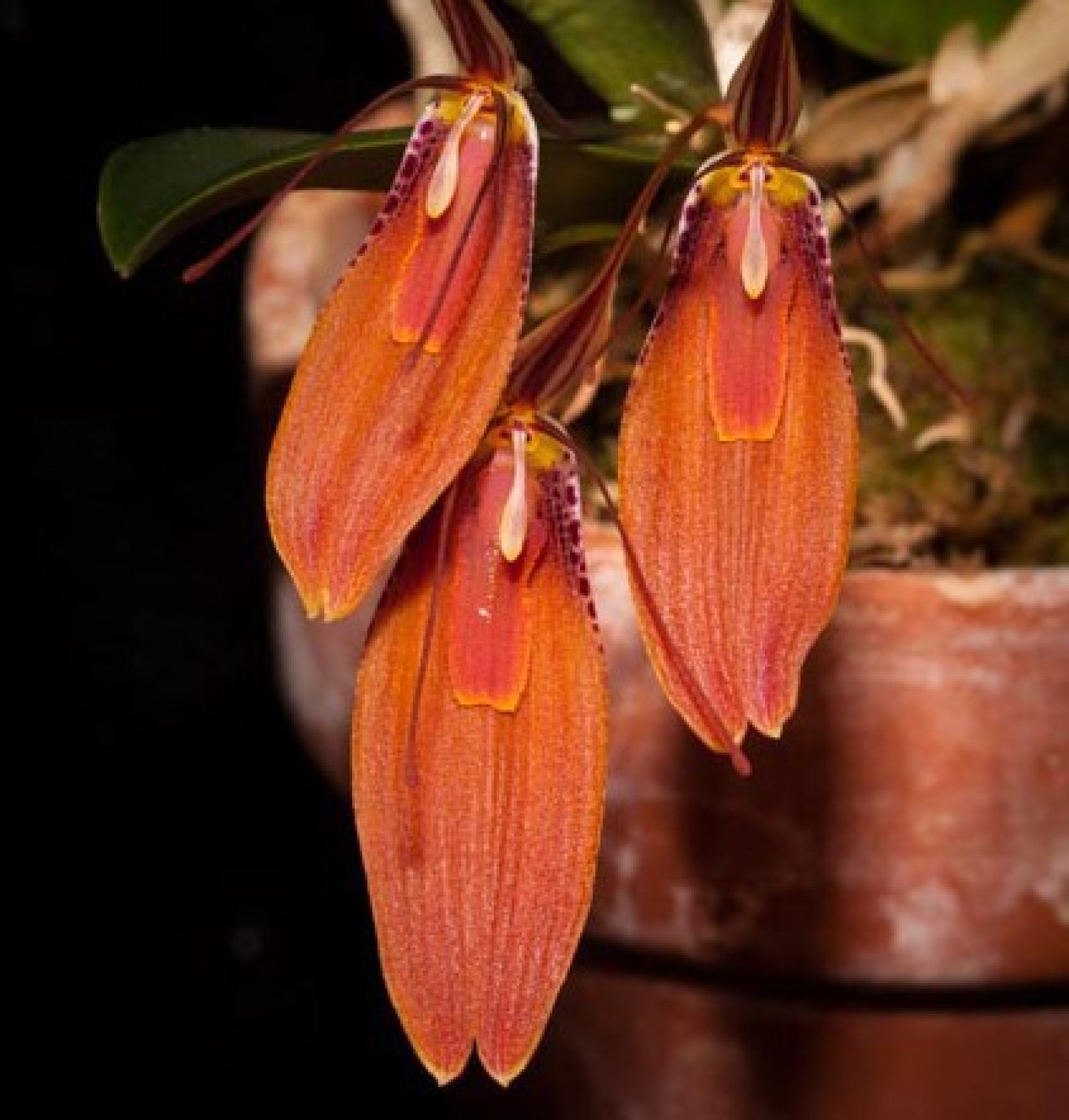 A Year in the Life of our Orchid Grower | Longwood Gardens