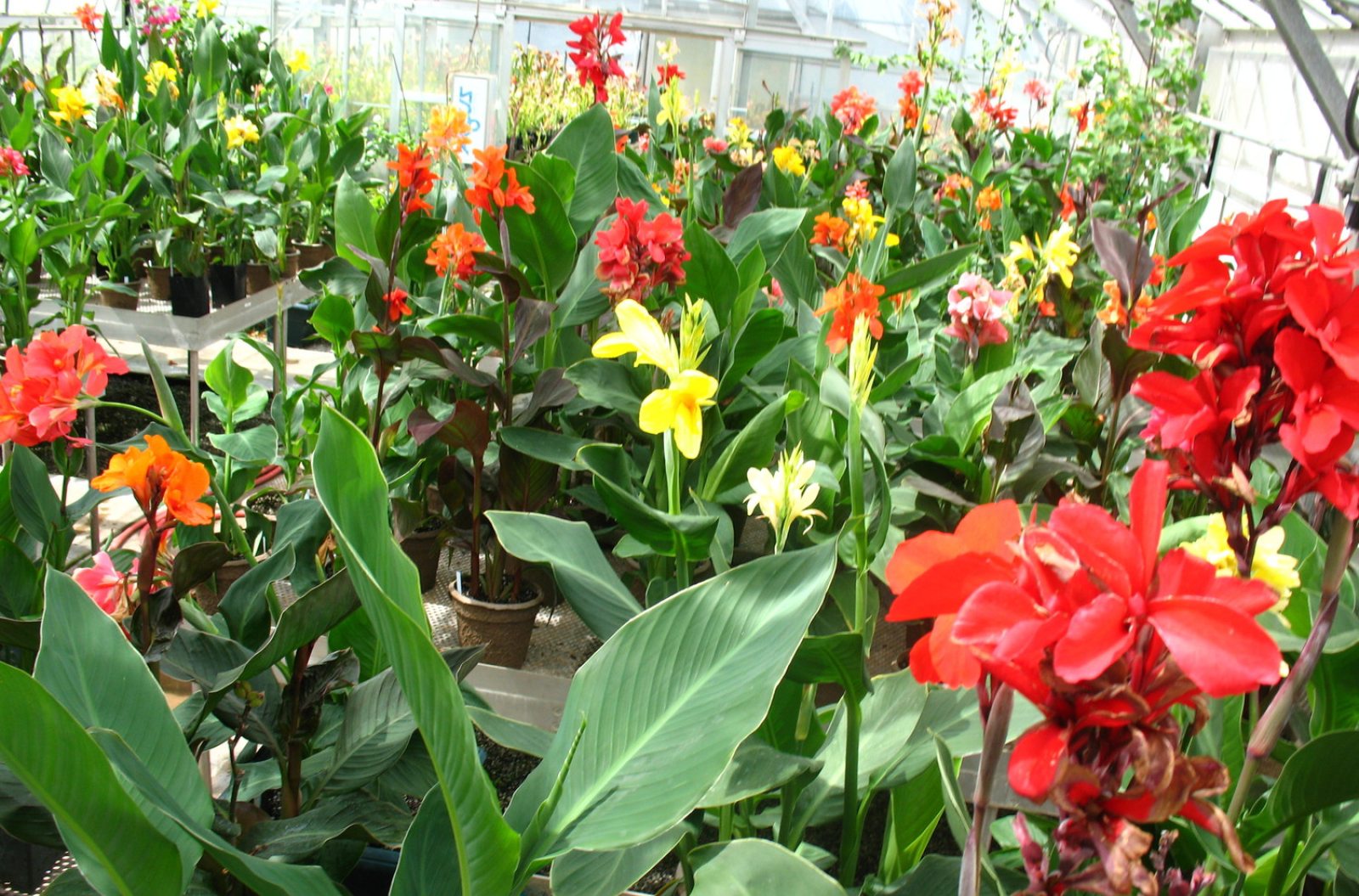 "Canna" We Save the Canna??? | Longwood Gardens