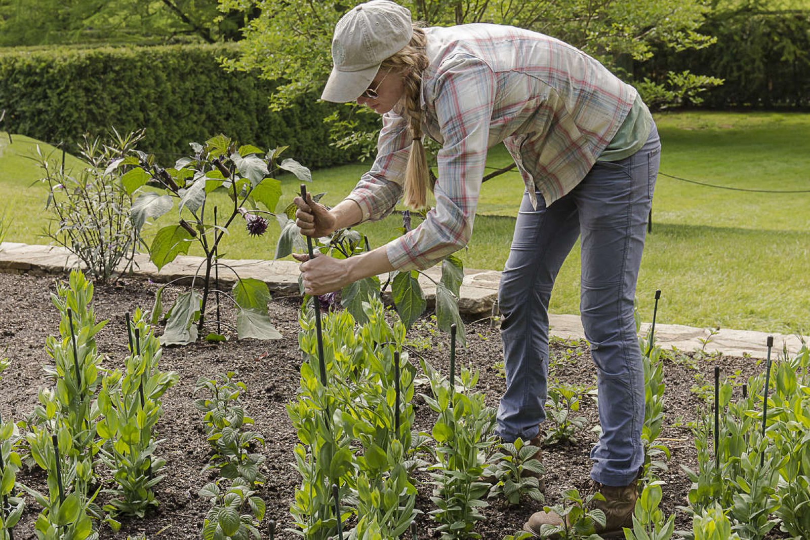 How to Start a Cut Flower Garden at Home | Longwood Gardens