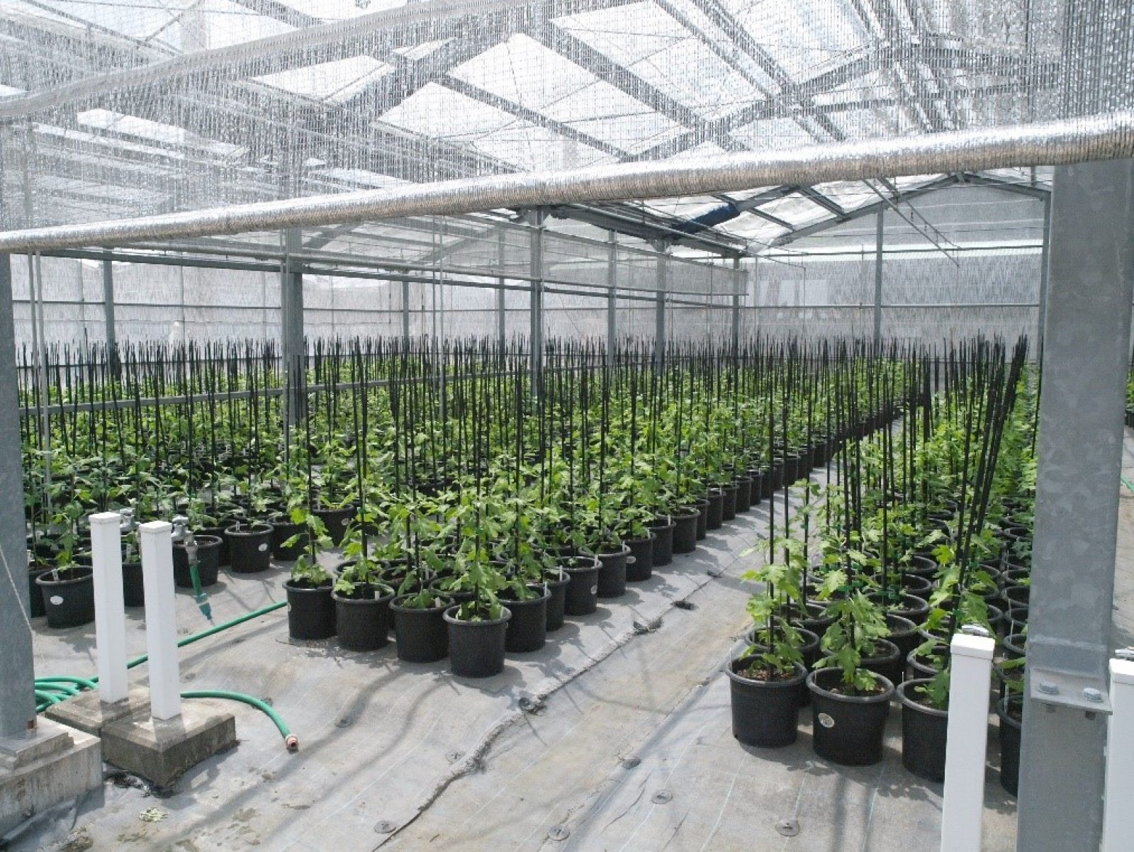 Plant Exploration in Japan | Longwood Gardens