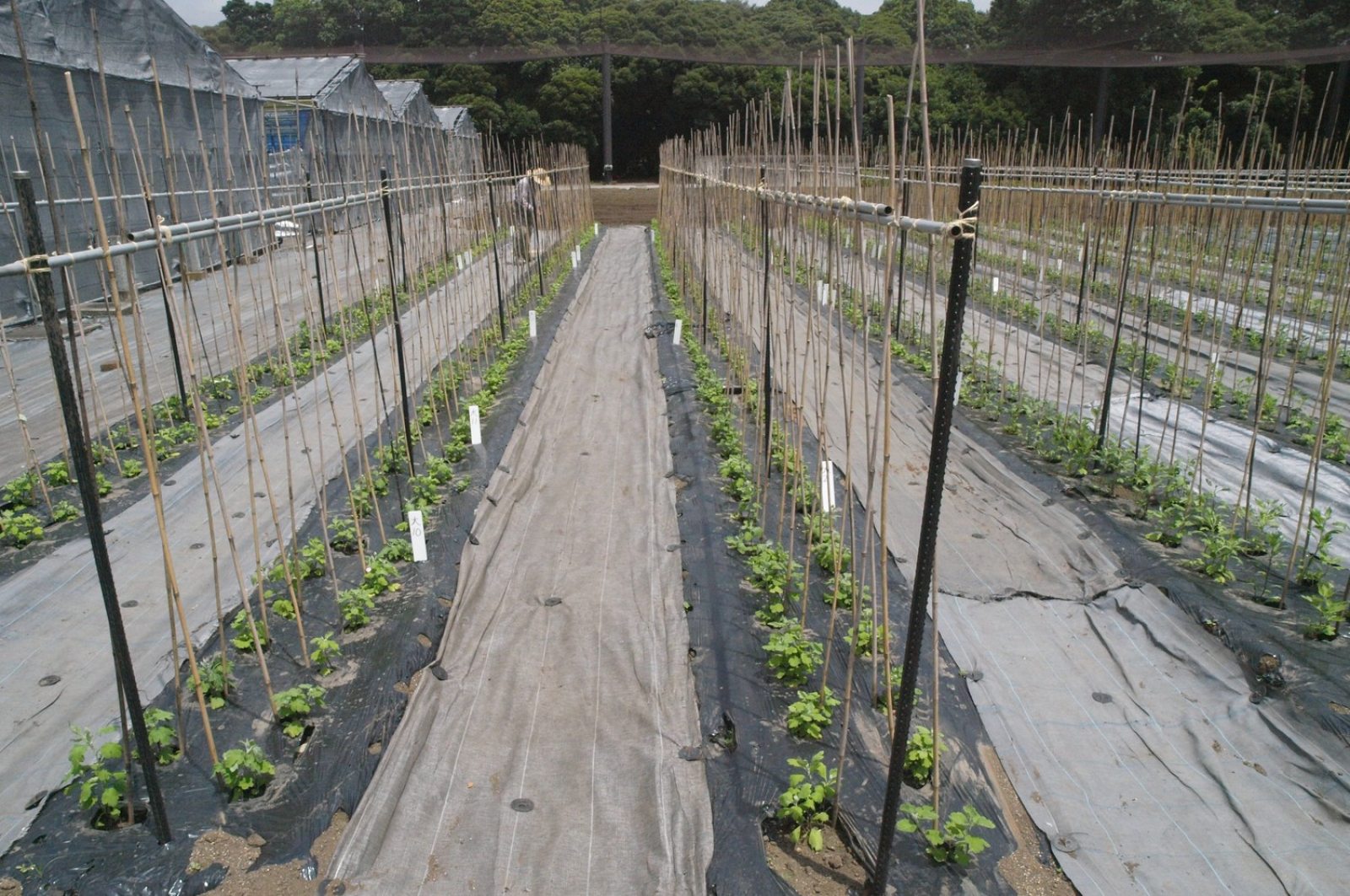 Plant Exploration in Japan | Longwood Gardens