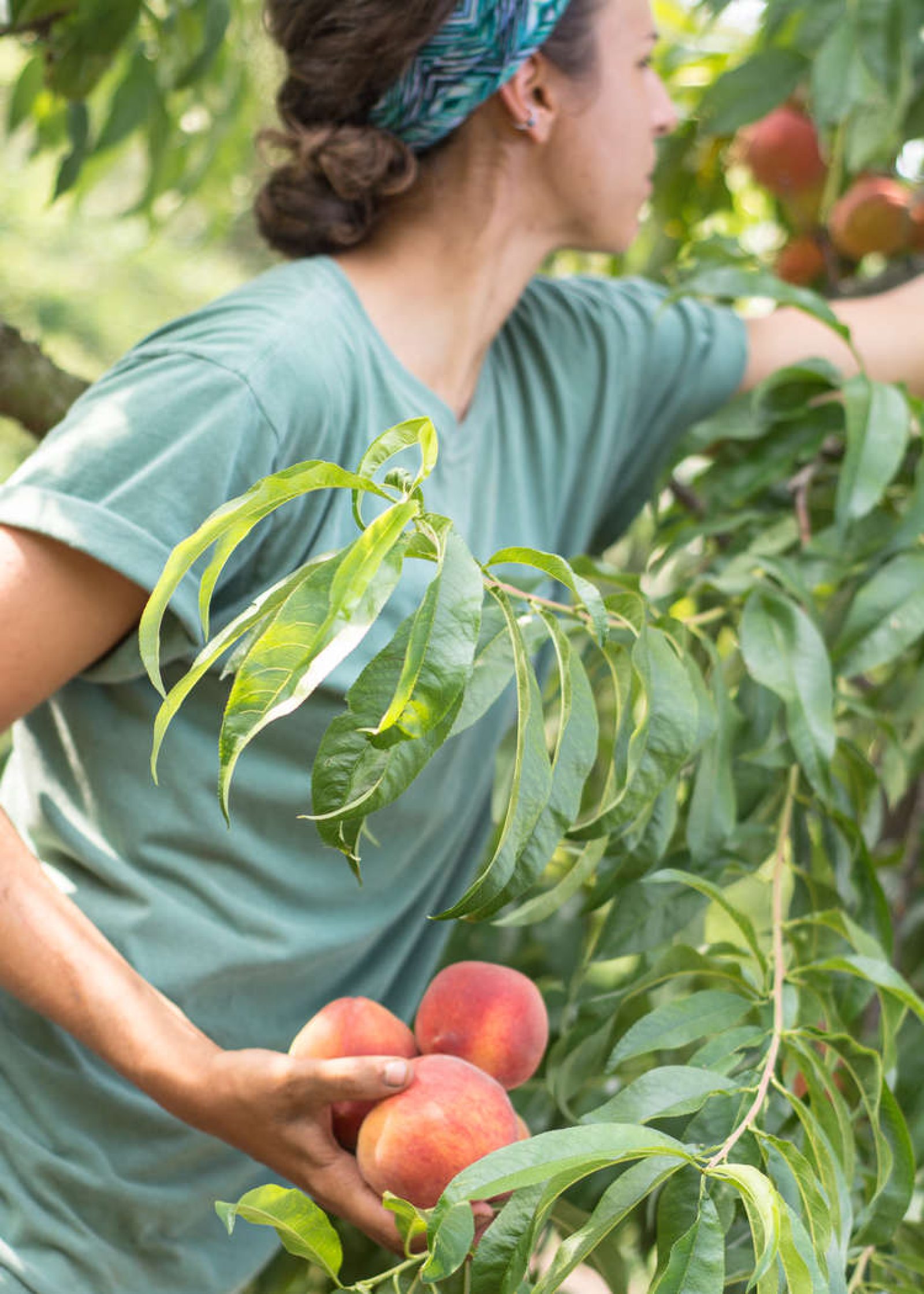 The Botany of Beer | Longwood Gardens