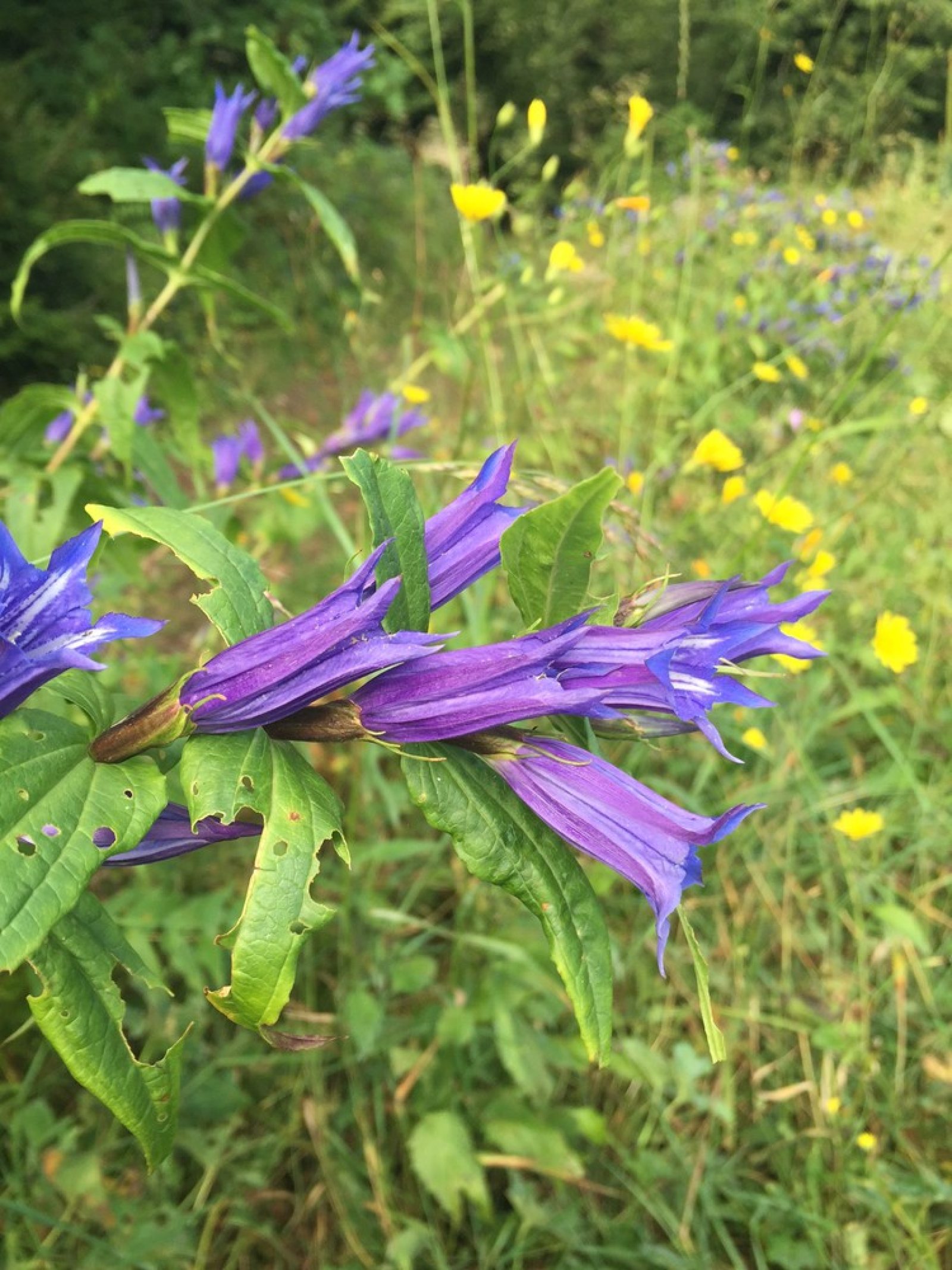 Plant Exploration in the Republic of Georgia | Longwood Gardens